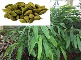 Green Choti Elachi Live Plant Elaichi Tree Cardamom Plant For Hom ...