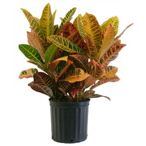 Princess Indoor/outdoor Patabahar Plant (1 Healthy Live plant) : Amazon ...