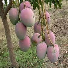 SOMNIA NURSERY Original Hybrid "Pusa Arunima Mango"Live plant, GRAFTED ...