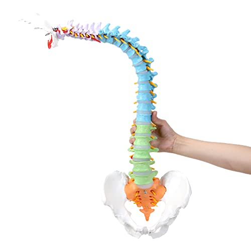 Snapklik.com : MIIRR Colorful Human Spine Model, Life Size 34 Inch ...