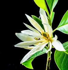 Uniquetree Chapa Flower Live Plant (Thai Variety Healthy Rare Plant ...