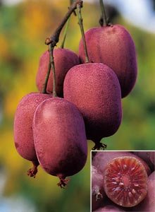 Bhumi Enterprise Rare Exotic Red Kiwi Fruit Plant (Air Layered/Guti ...