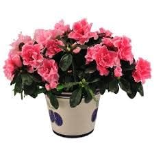 RADHA RANI PLANT HOUSE - Rare Pink Double Azalea 1 Healthy Live Flower ...