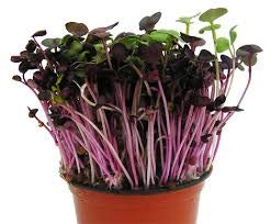 mircogreens radish sango red pack of 50 seeds pack by kitchen garden ...