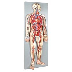 Amazon.com: Altay Circulatory System Model : Home & Kitchen