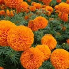 Guruji Plantation Live Marigold Tagetes Flower Genda Healthy Plant with ...