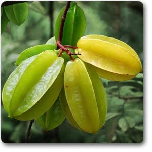 Mphmi Kamrak, Starfruit Live Nursery Outdoor Indoor Grafted Plant ...