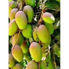 SJ Stocks Desi Mango Plant : Amazon.in: Garden & Outdoors