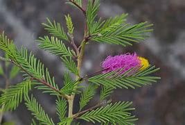 Live Sami Medicinal Plant Cineraria Prosopis Banni Maram Jami Shami ...
