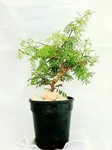 Live Root Live Plant - Shami Banni Tree Sacred Flowering Medicinal Tree ...