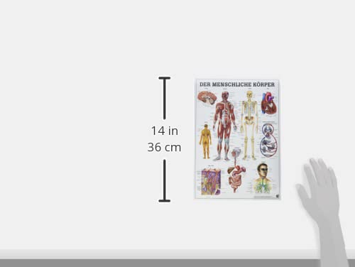 Ruediger Anatomie MIPO52LAM The Human Body Board 24 cm x 34 cm ...