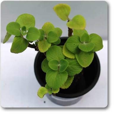 A&S Plant Mexican Mint, Patharchur, Ajwain Leaves - Plant with Pot ...
