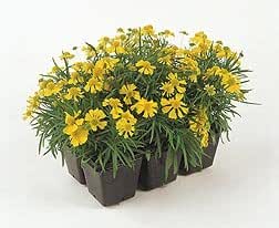 Amazon.com : Helenium Dakota Gold MSP 100 Seeds : Patio, Lawn & Garden