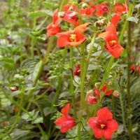 ALONSOA WARSCEWICZII SEEDS : Amazon.de: Garten