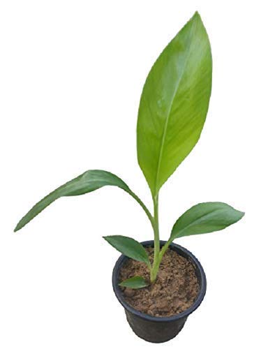 Plantazee Kela (Banana Outdoor Live Plant,Tree For Vishnu Pooja With ...