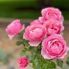 GREEN VOLCANO Rose Grafted Plant Rosa Golap Rubiginosa Flower Plant 1 ...