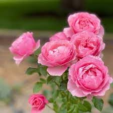 GREEN VOLCANO Rose Grafted Plant Rosa Golap Rubiginosa Flower Plant 1 ...