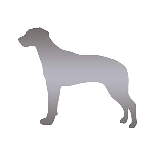 Silver Rhodesian Ridgeback