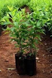 white chandan plant original (Pack of 3) : Amazon.in: Garden & Outdoors
