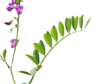 Tylophora Indica - Dambel, Dumvel Plant with Pot : Amazon.in: Garden ...