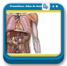 Amazon.com: Prometheus. Atlas de Anatomía. 4° Edición. (e Book On Line ...