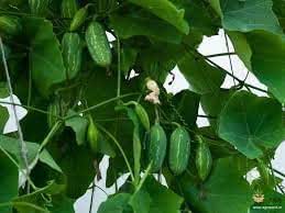 Koval/Tendli- VENUS-ONLINE Ivy Gourd/kovakka/Tendli (Coccinia grandis ...