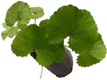 Asiatic Leaf Herb Gotu kola, kodavan, Mandukaparni Live Plant Pack of 1 ...
