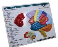 Brain Model & Puzzle: norton: 9780393732894: Amazon.com: Books