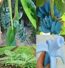 Blue Banana Plant (Original Variety Pack Of-1) Healthy Plant With-1 Pot ...