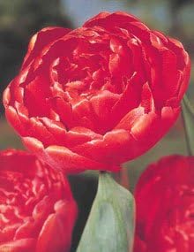 Amazon.com : 5 Red Double Peony 'Miranda' Tulip Flower Bulbs, 12+cm ...