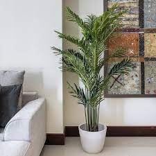 Oxygen plants for home indoor large Live A Big Size "Areca Palm" Tree ...