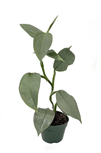 15 Great Climbing Philodendron Varieties to Own