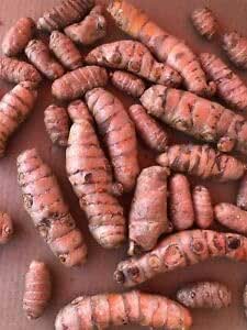 Amazon.com : Generic 100pcs Turmeric Root Seeds red : Patio, Lawn & Garden
