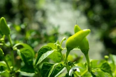 Green chilli Seeds For Your Garden - 100 Seeds : Amazon.in: Garden ...