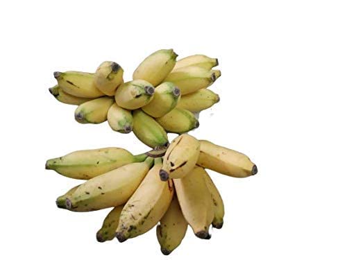 Chillatai Rasthali/Patakapura Banana Live Plant - Rhizome Plant (Not ...