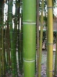 Amazon.com : Madake Giant Japanese Timber Bamboo (Phyllostachys ...