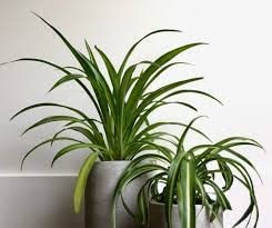 MARINE TREE SNIDER INDOOR LIVE PLANTS FRESH & HEALTHY PLANTS : Amazon ...