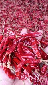 Guntur chilli seeds for planting (100 seeds) : Amazon.in: Garden & Outdoors