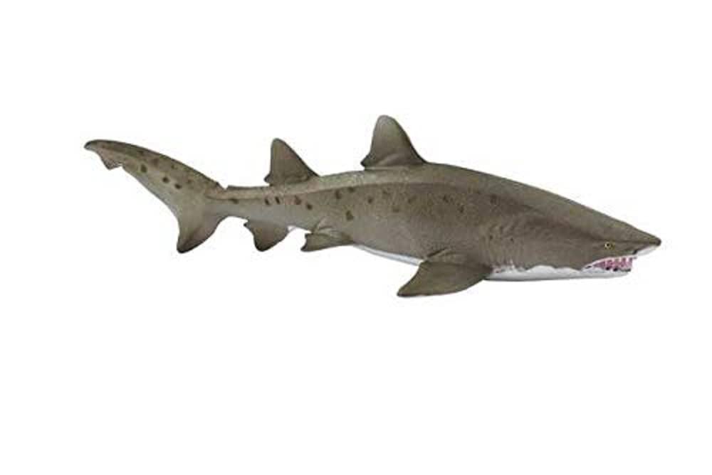 Baby Sand Tiger Sharks