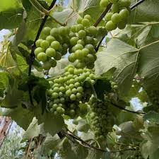 Krishna Nursery Grape Fruit Plant Hybrid Karnataka Green Grape/Sweet ...