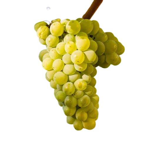 PLANTO FARM Sweet Grapes| Angoor |Angur Live Fruit Plant All Weather ...