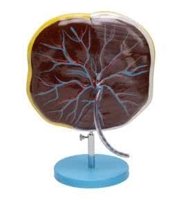 PLACENTA MODEL : Amazon.in: Industrial & Scientific