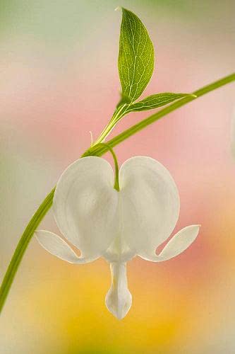 Ritz Farming® Bleeding heart flower seeds | Bleeding heart white shade ...