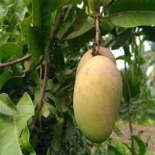 Cloud Farm Live Dasheri/Dashehari Mango Grafted Fruit Plant - Healthy ...