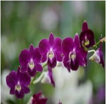 Dendrobium Orchid Red Bull : Amazon.in: Garden & Outdoors