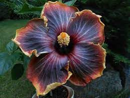 Black gudhal flower plant (Pack of 1) : Amazon.in: Garden & Outdoors