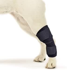 Amazon.com : GenetGo Dog Canine Rear Leg Hock Joint Brace Compression ...