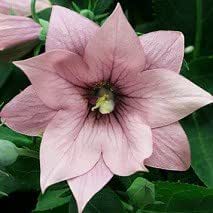 Amazon.com : Platycodon Astra Double Pink 250 Seeds : Patio, Lawn & Garden