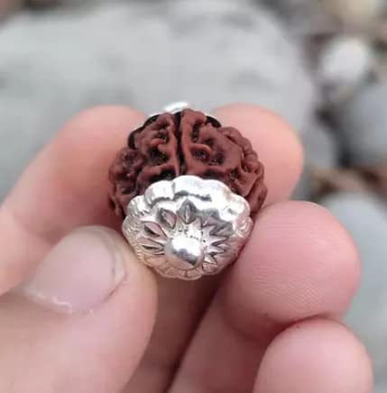 BluDiamond 4 Mukhi Rudraksha Original Certified Pure 4 Face Rudraksha ...