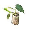 Chui Jhal Piper Chaba Live Plant, Small Tree in Pot, Growing Guide ...